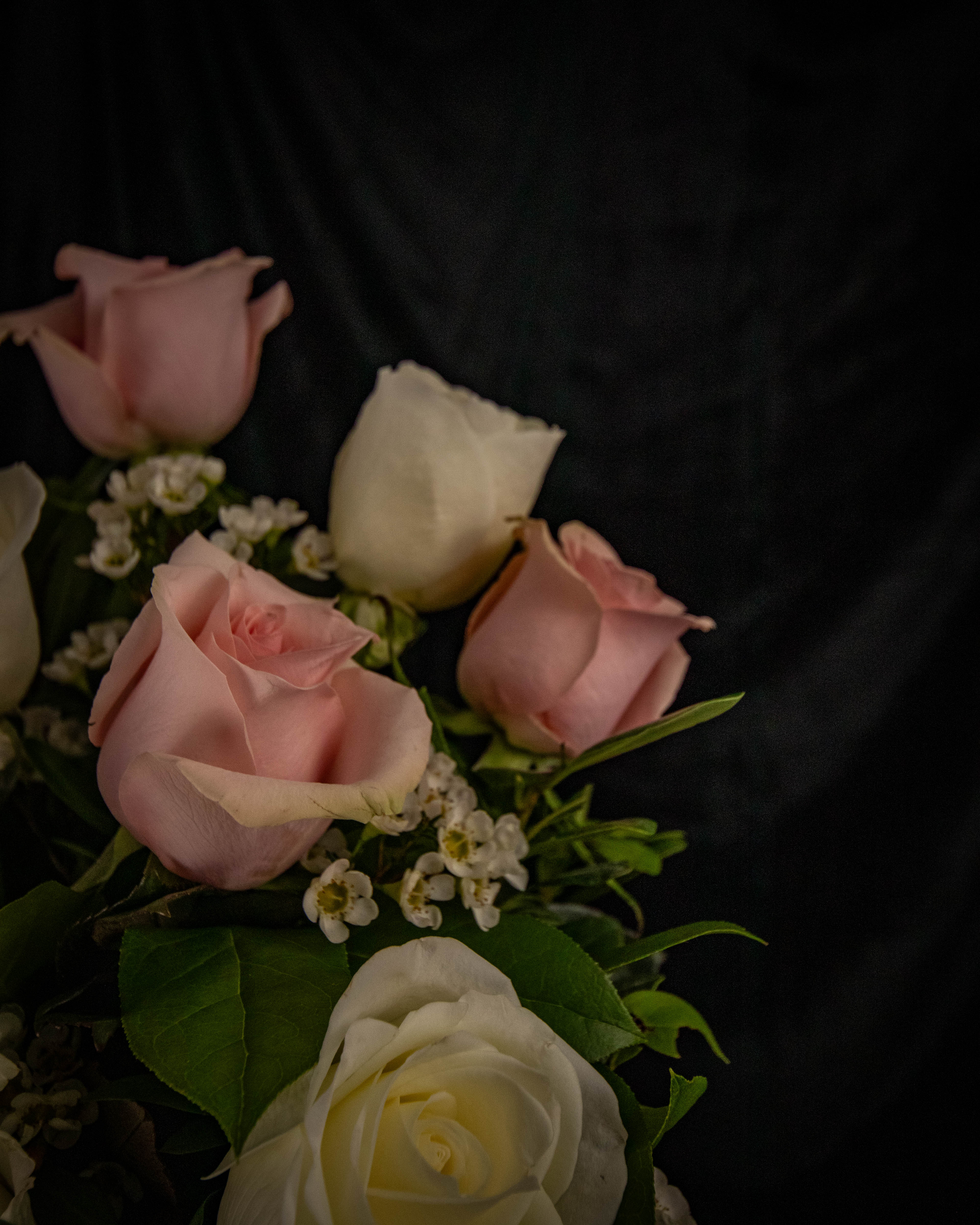 A Dozen in Bloom – Peters and Sons